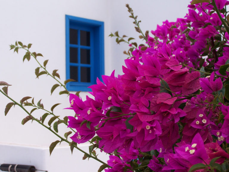 Plantación, cuidado y poda de la Buganvilla - Jardinpedia.com